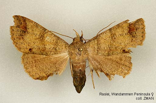 Papua Insects Foundation (Lepidoptera/Erebidae (Erebinae, Cocytiini ...